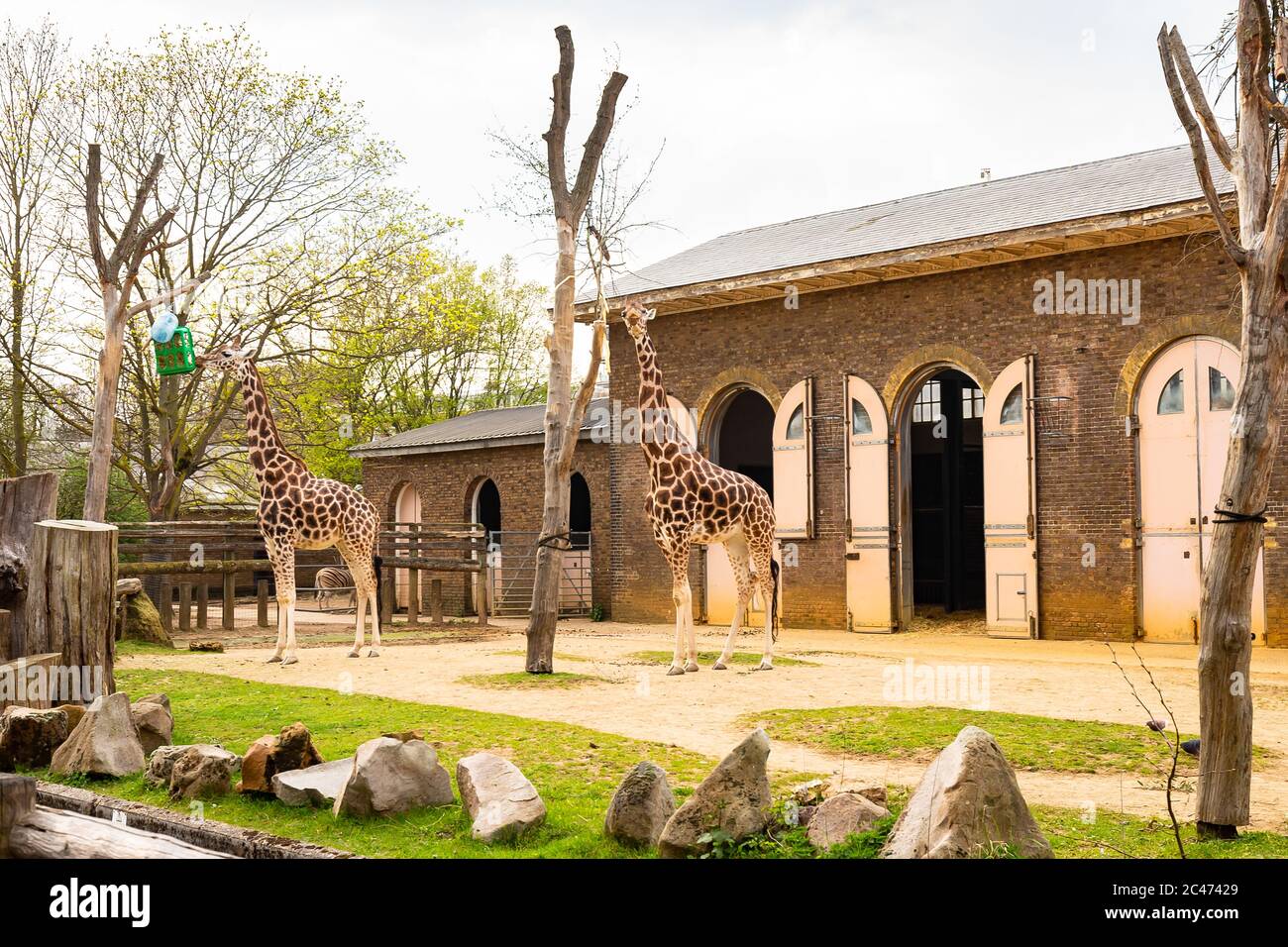 Giraffes in front of a barn at the zoo during daytime Stock Photo - Alamy