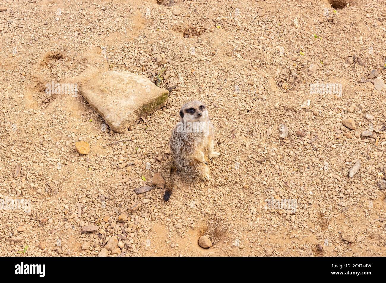 Cute raccoon playing in a desert area during daytime Stock Photo - Alamy