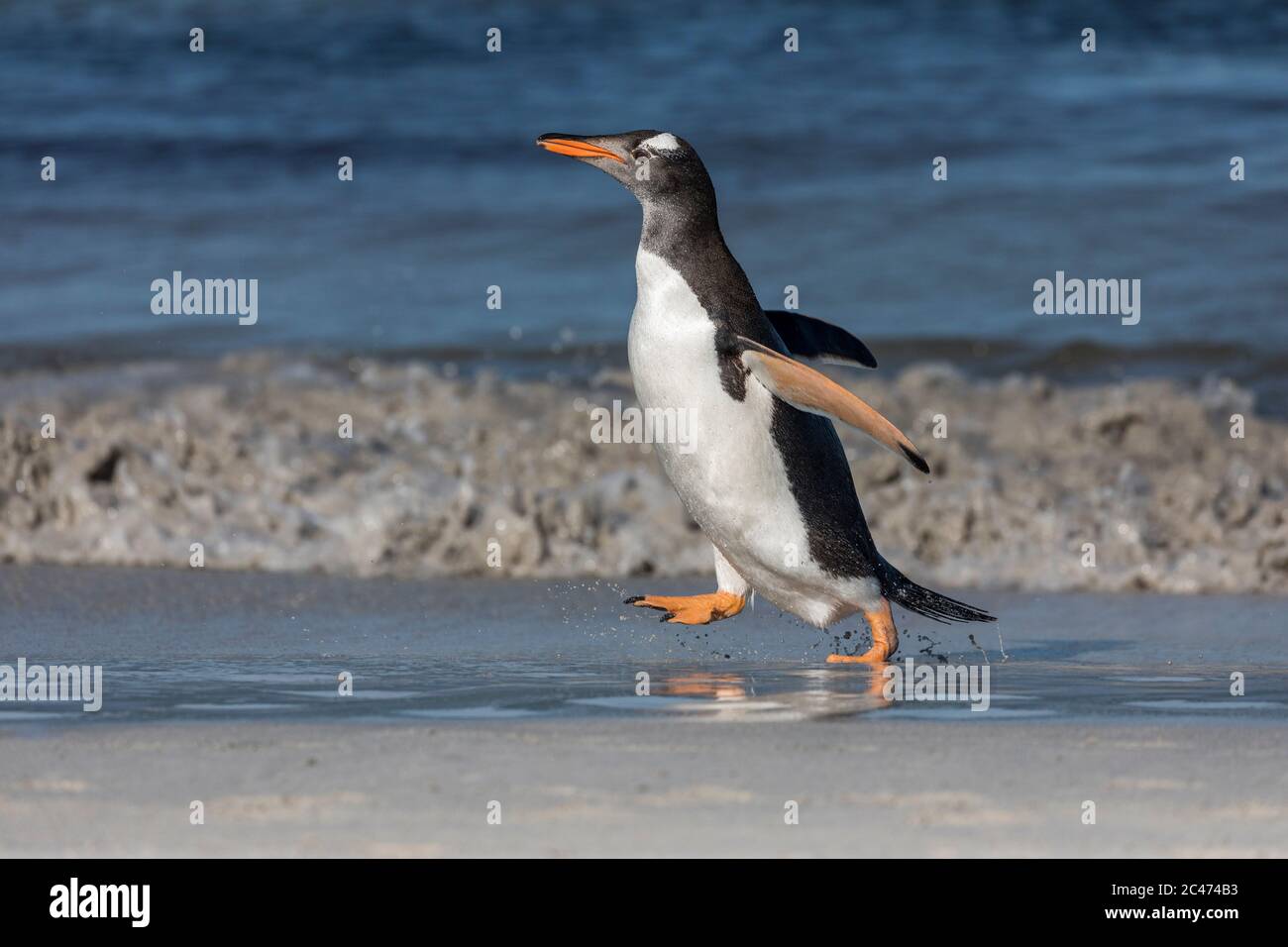 Wet penguin hi-res stock photography and images - Alamy