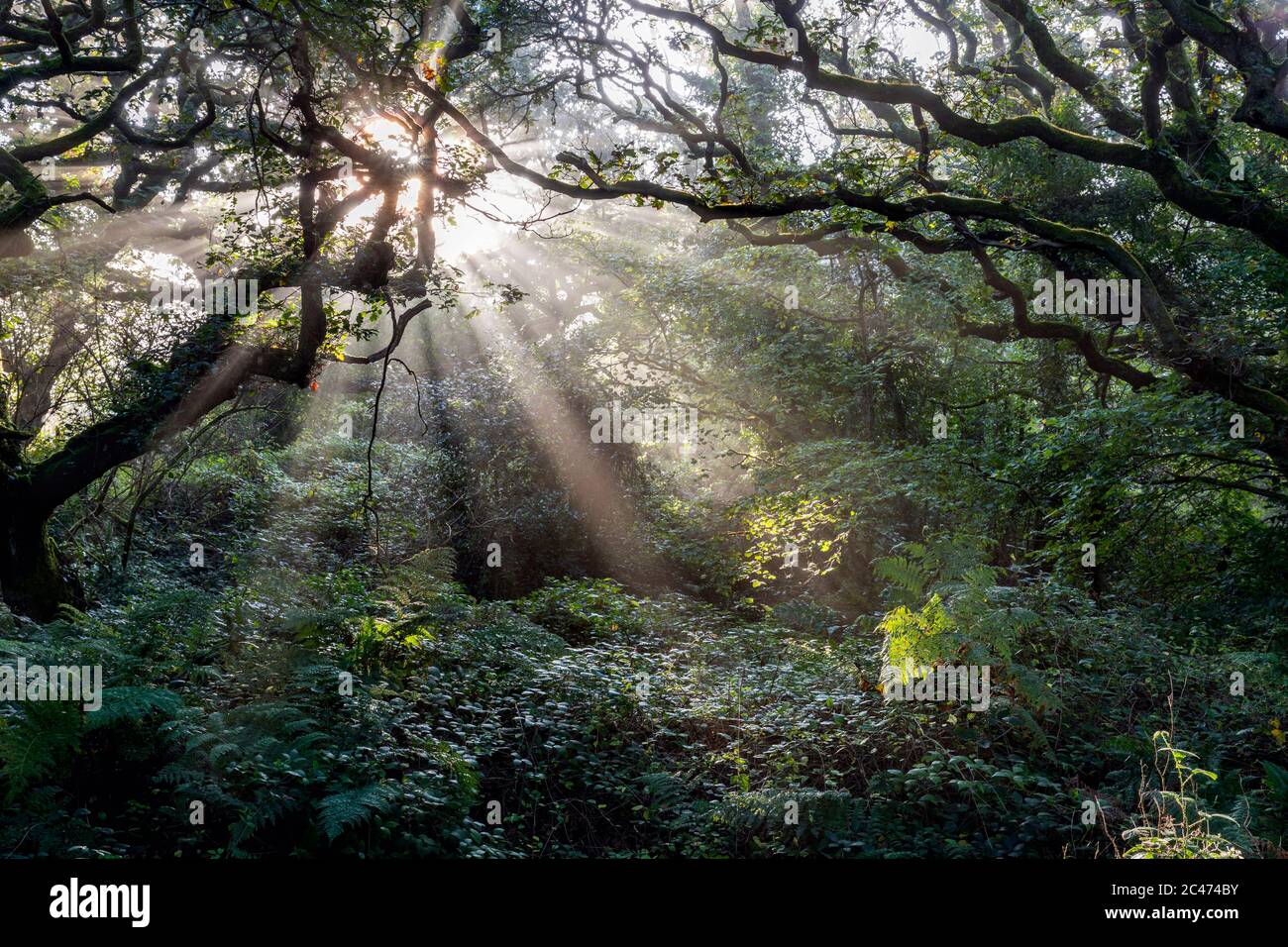 Godolphin Woods; Autumn; Cornwall; UK Stock Photo - Alamy