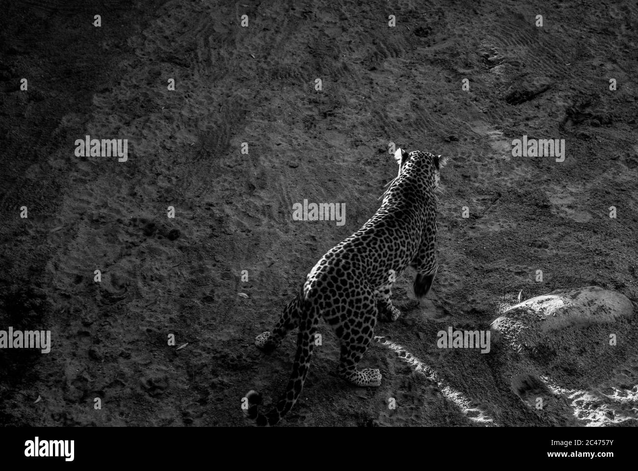 Wildlife bengal Black and White Stock Photos & Images - Alamy