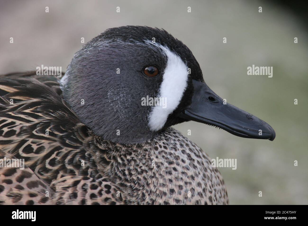 The blue-winged teal (Spatula discors Stock Photo - Alamy