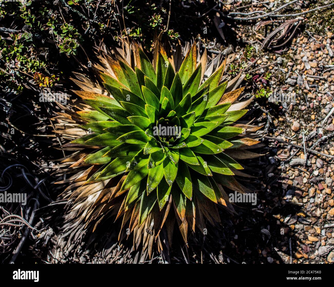 Lobelia deckenii hi-res stock photography and images - Alamy