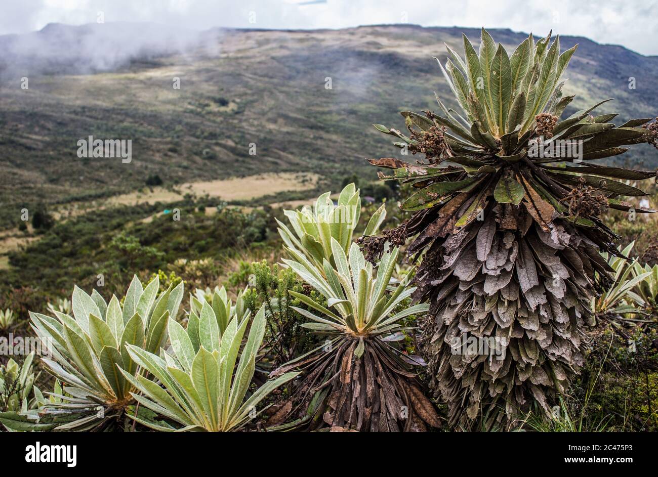 Agava tree hi-res stock photography and images - Alamy