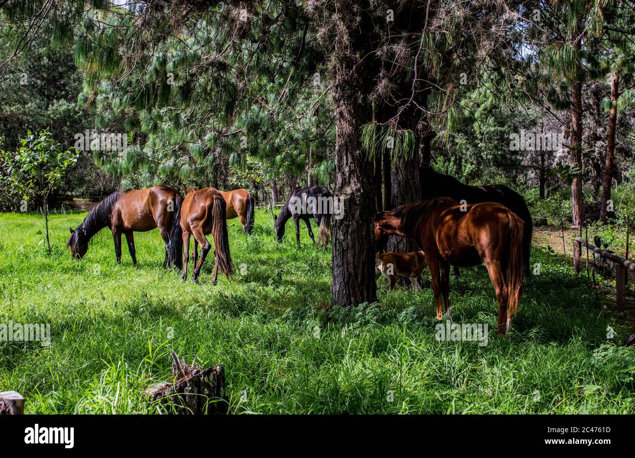 Beautiful view of a group of horses grazing in a pasture Stock Photo ...