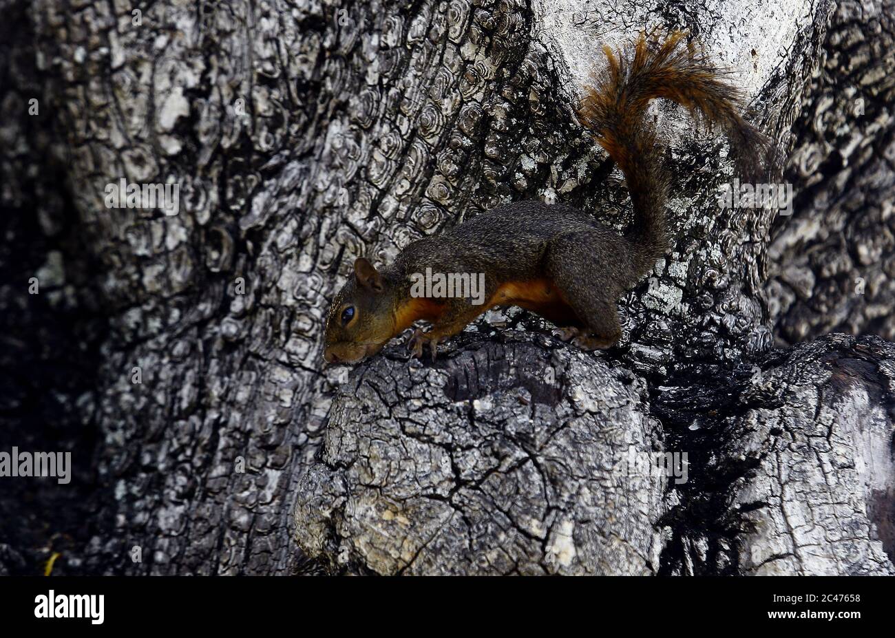 Sciurus flammifer hi-res stock photography and images - Alamy