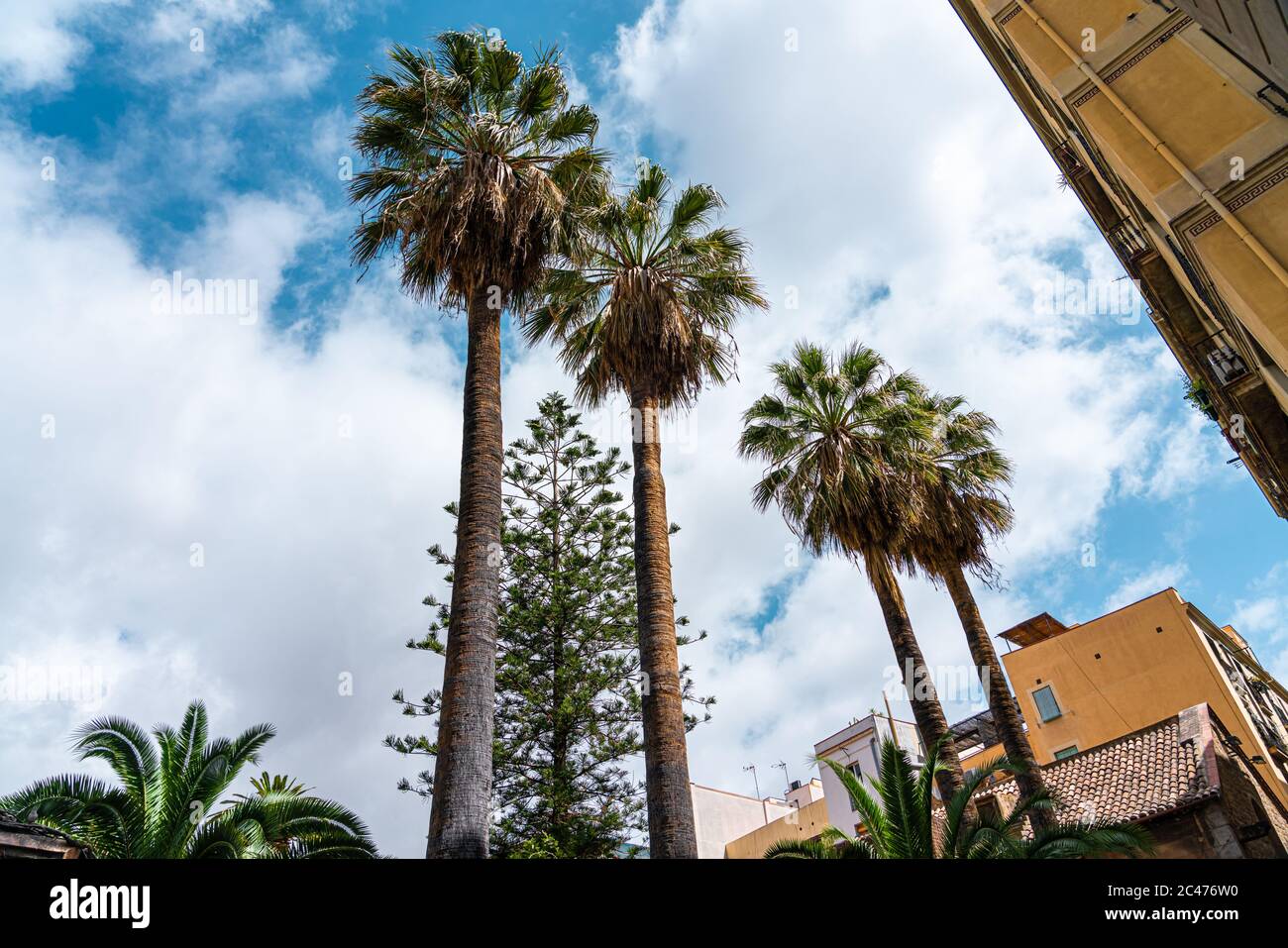 Barcelona palm tree hi-res stock photography and images - Alamy