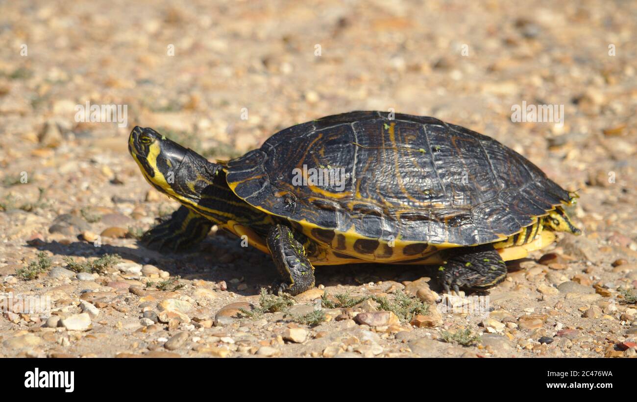 Terrapins england hi-res stock photography and images - Alamy