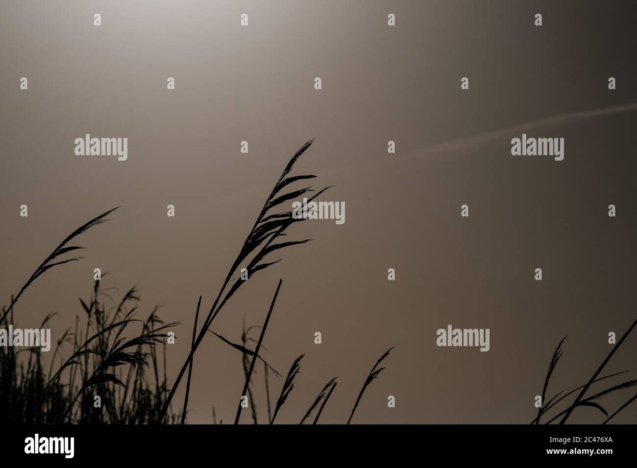 Landscape shot of tall grass field in a grey plain background Stock ...