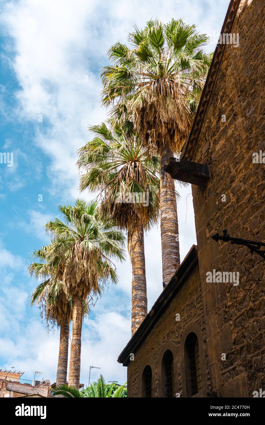 Downtown palm trees hi-res stock photography and images - Alamy