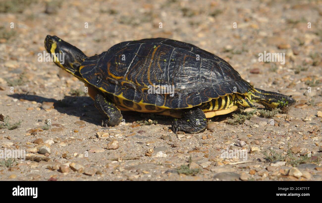 London terrapins hi-res stock photography and images - Alamy