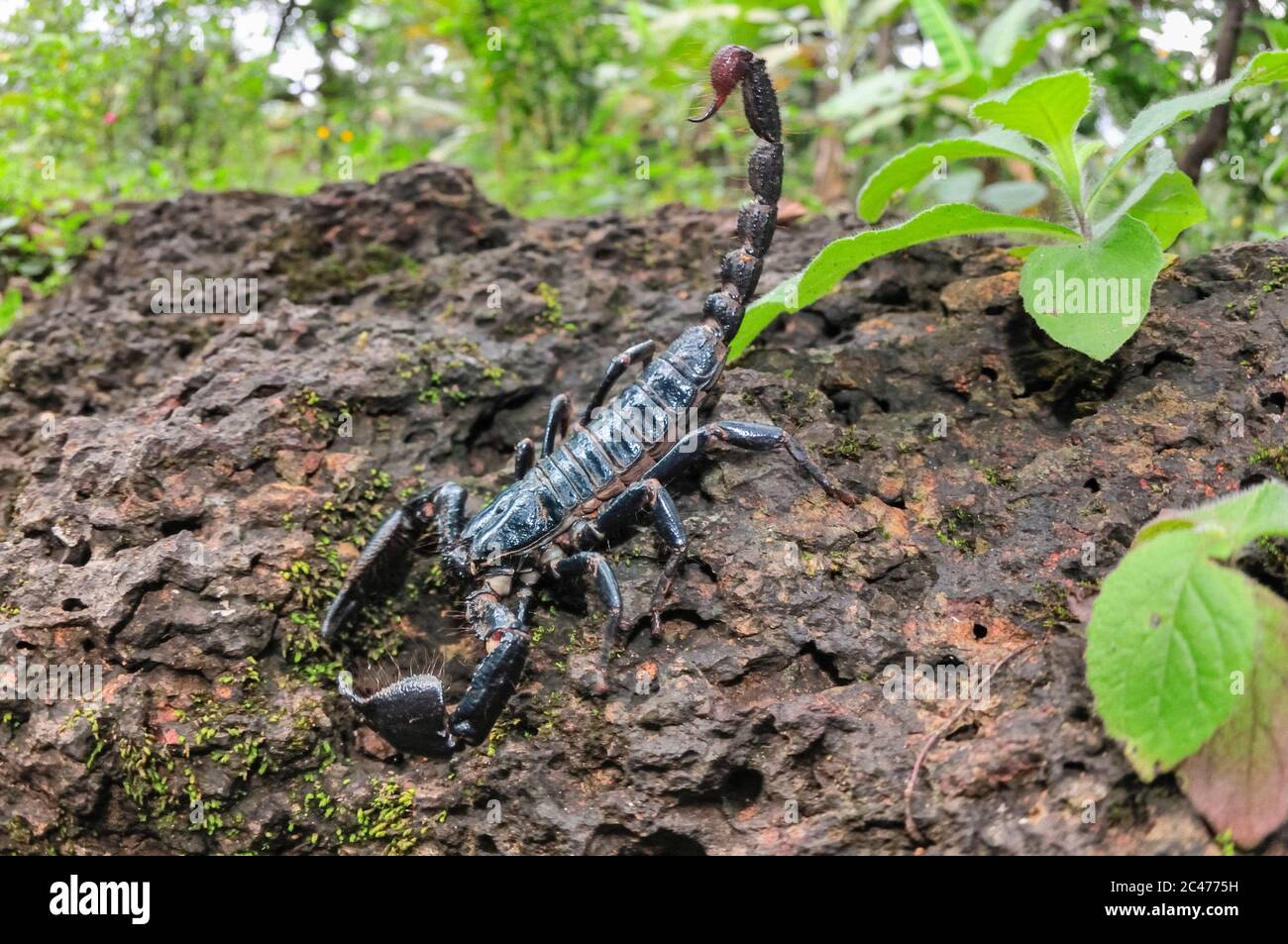 Giant Forest Scorpion High Resolution Stock Photography and Images - Alamy