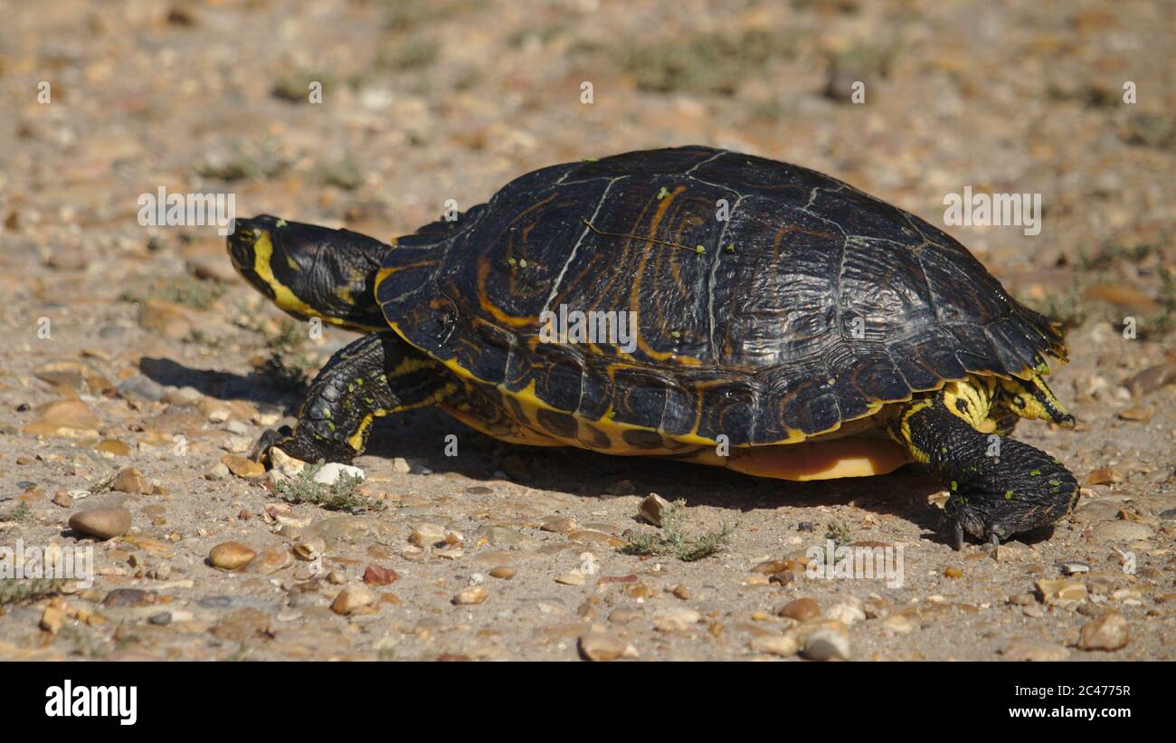 London terrapins hi-res stock photography and images - Alamy