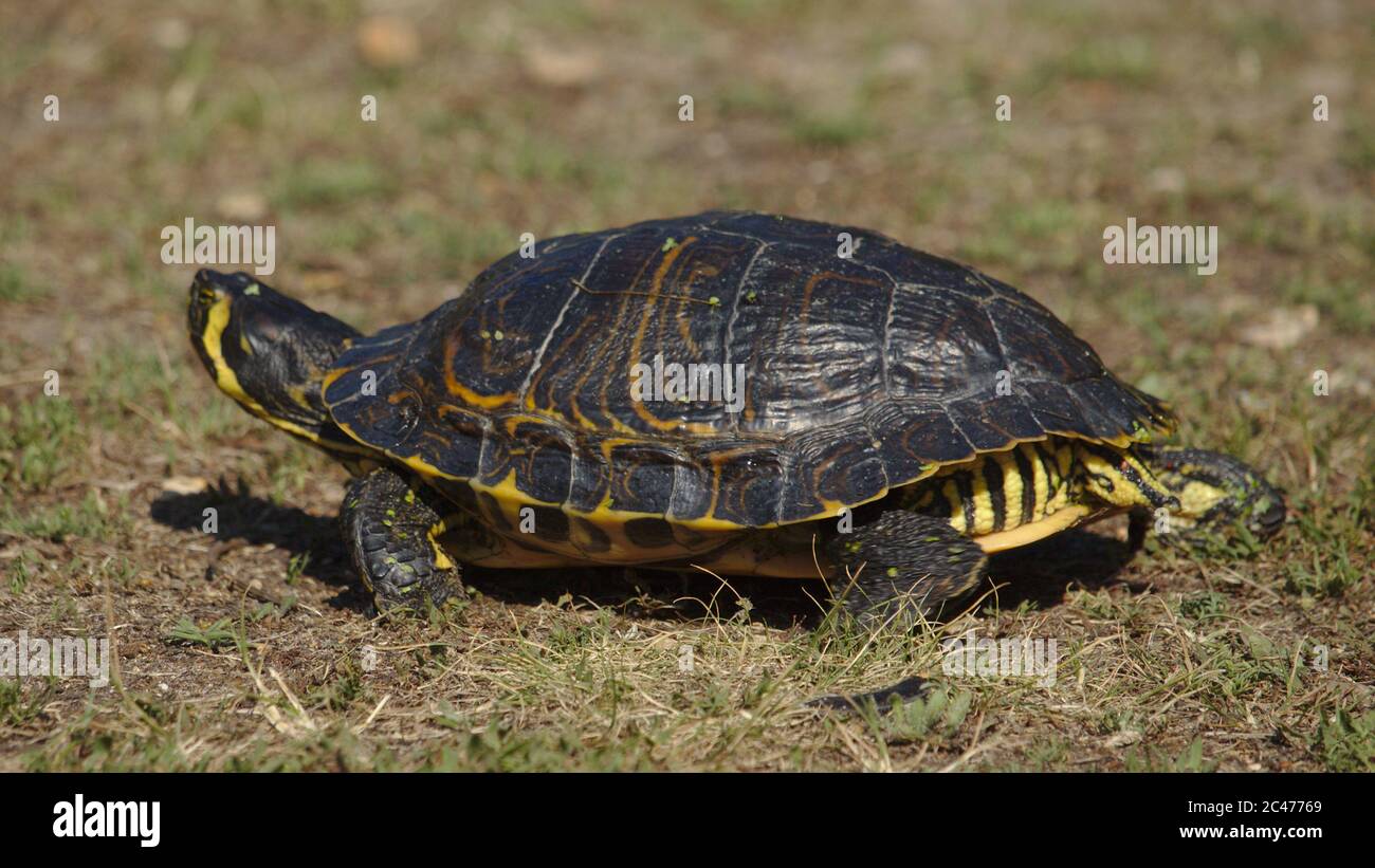 London terrapins hi-res stock photography and images - Alamy