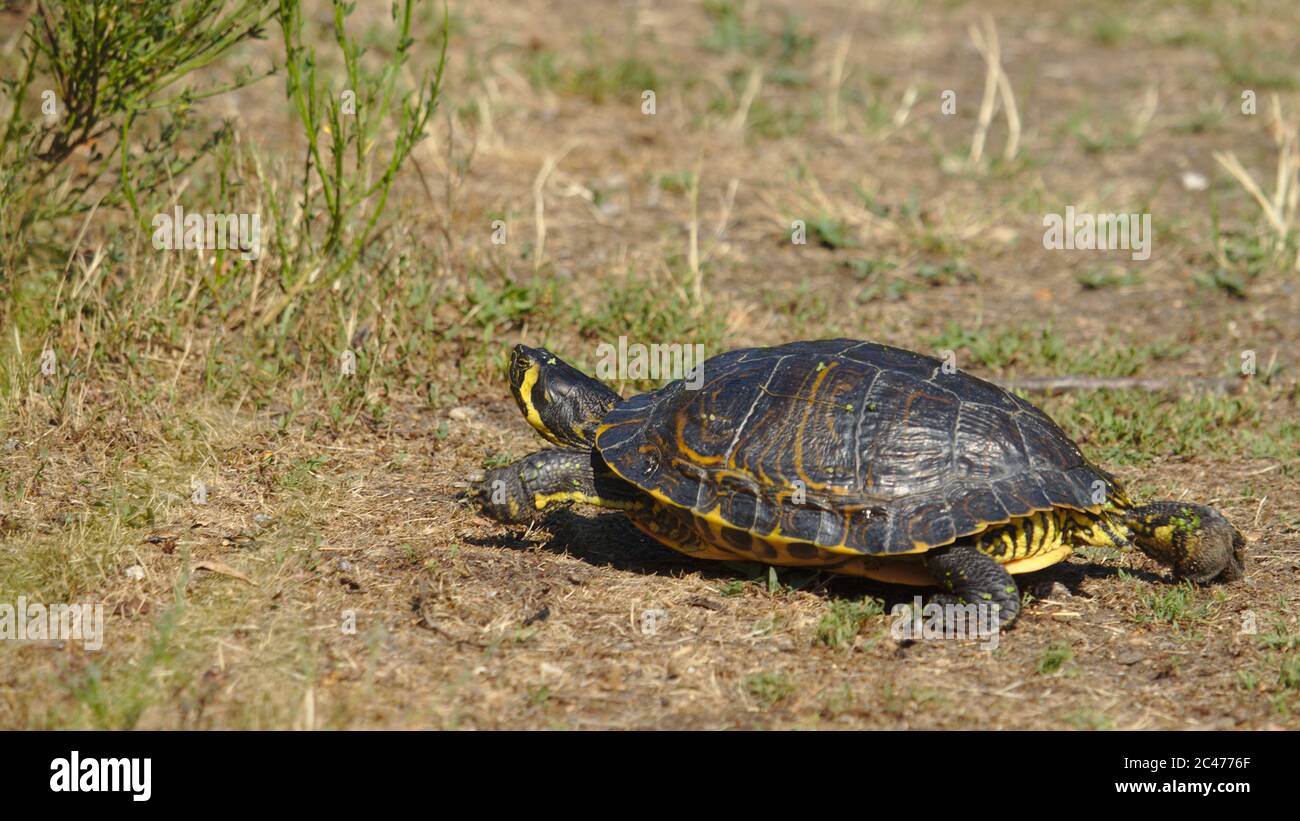 London terrapins hi-res stock photography and images - Alamy