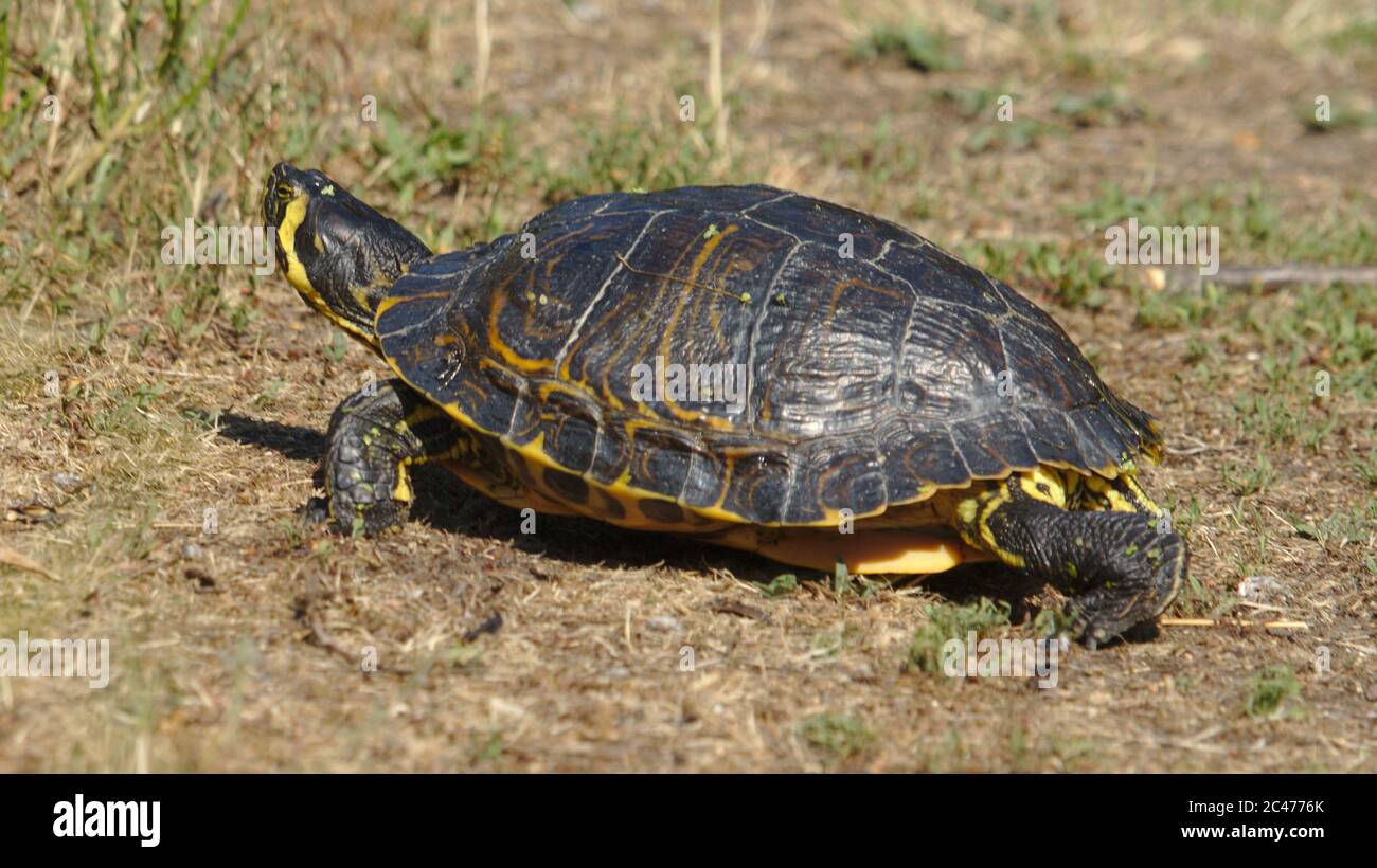 Terrapins england hi-res stock photography and images - Alamy