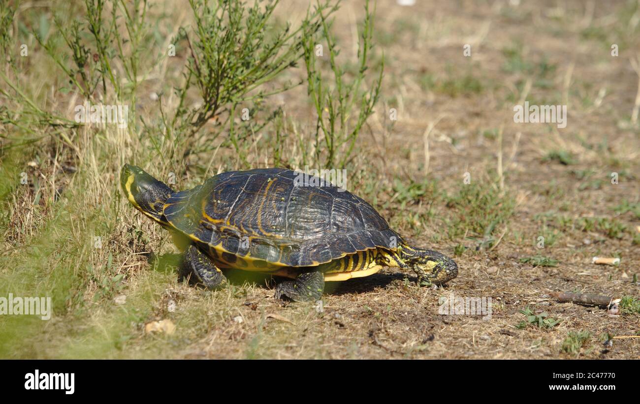 London terrapins hi-res stock photography and images - Alamy