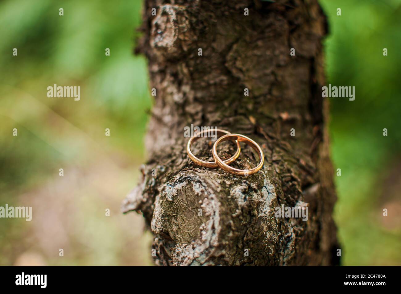 Pair of gold wedding rings on the tree bark Stock Photo - Alamy