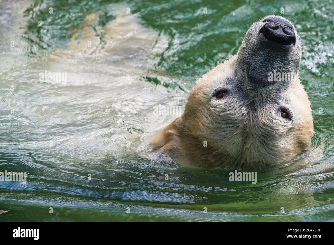 Baer, Bär, Eisbaer, Eisbär, Polarbaer, Ursus maritimus, Polar bear ...