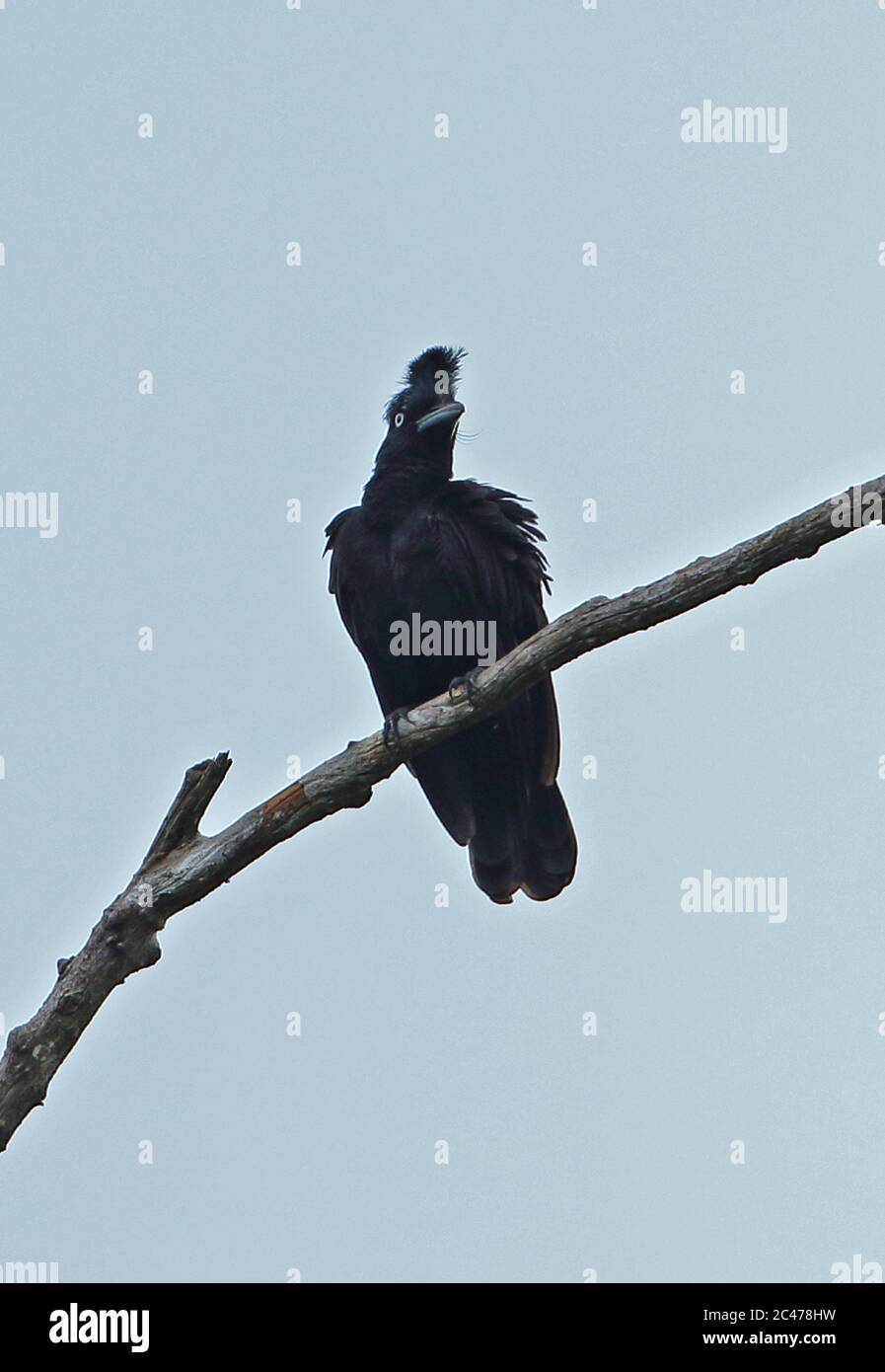 Umbrellabird hi-res stock photography and images - Alamy