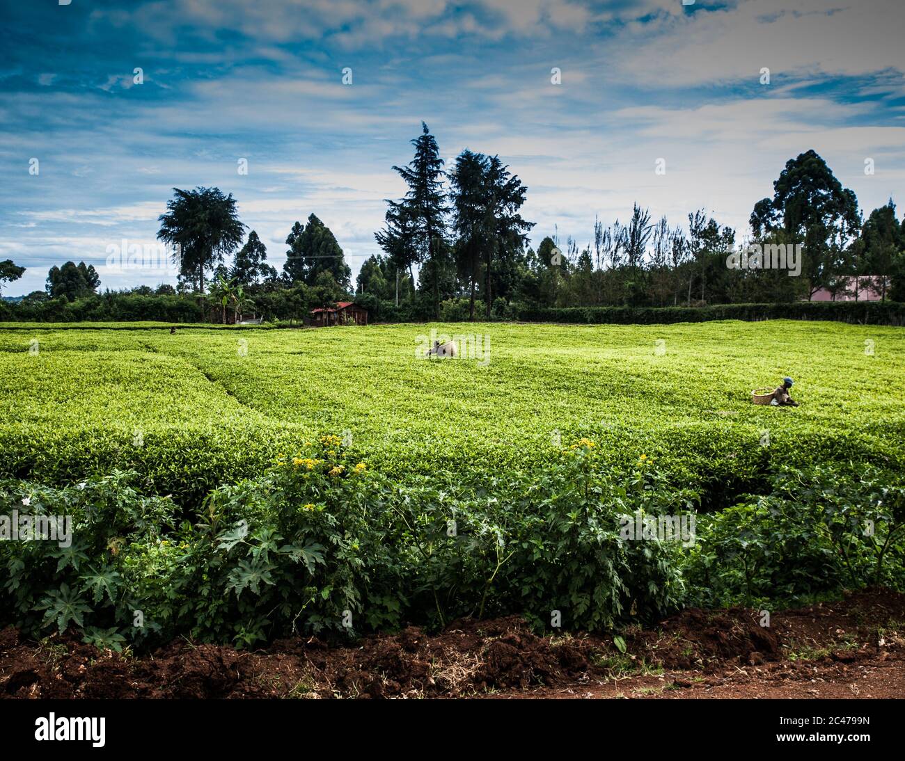Pickers on African Tea Plantation Stock Photo - Alamy