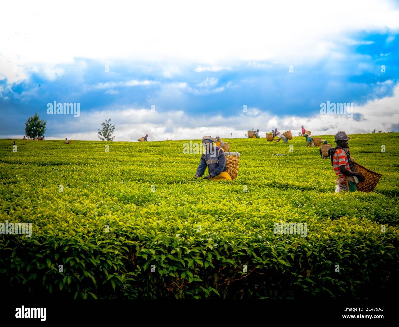 Pickers on African Tea Plantation Stock Photo - Alamy