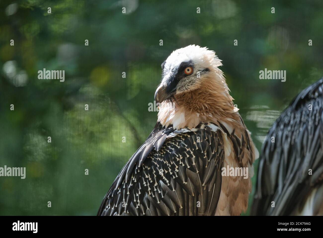Gypaetus barbatus, Bartgeier, Geier, Vogel, Bird, Lämmergeier ...