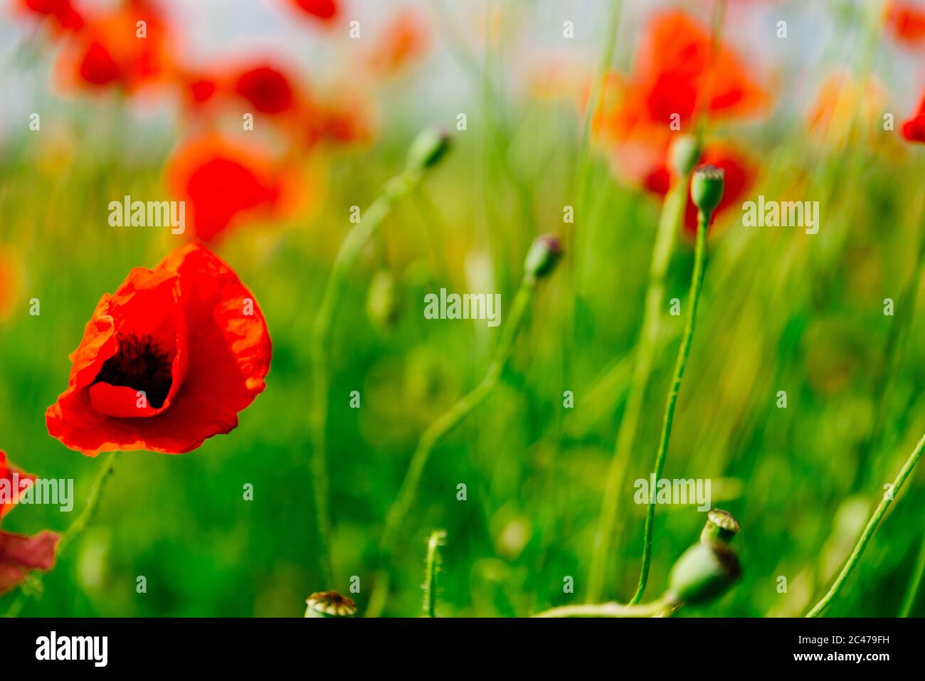 poppy flower in field close up Stock Photo - Alamy