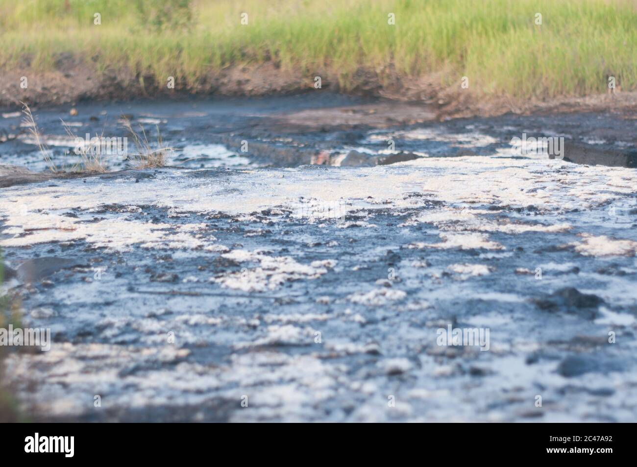 Water puddles in the swamp and greenery Stock Photo - Alamy