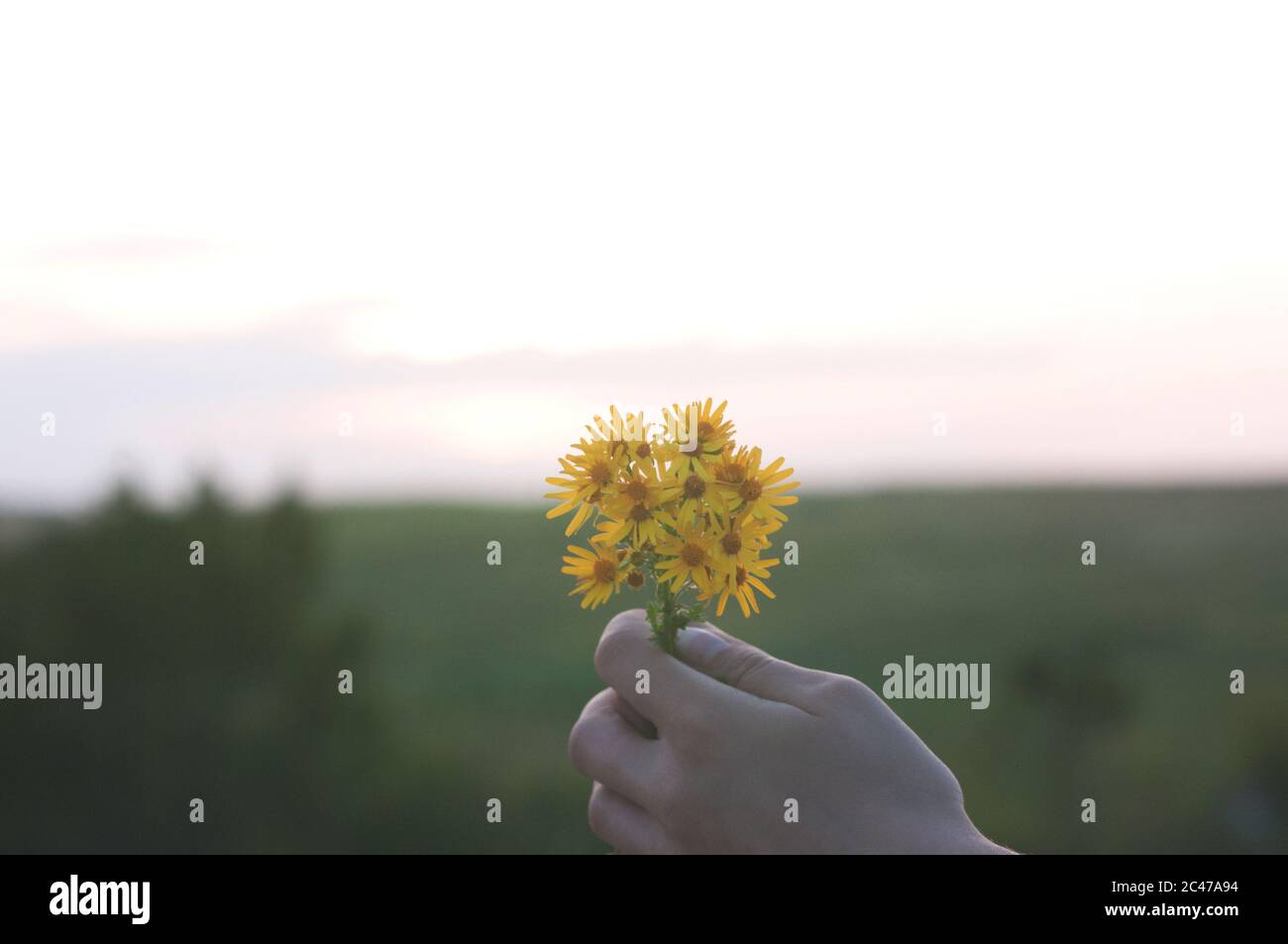 Hand holding yellow flowers on the landscape background Stock Photo - Alamy
