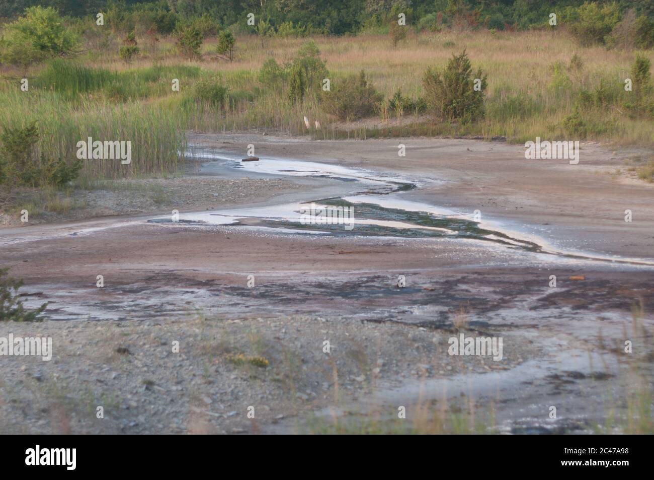 Water puddles in the swamp and greenery Stock Photo - Alamy