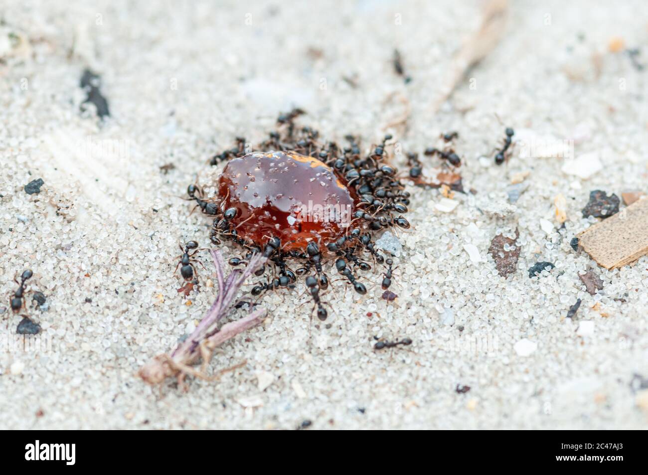 Ants eating jam on the yellow sand Stock Photo - Alamy