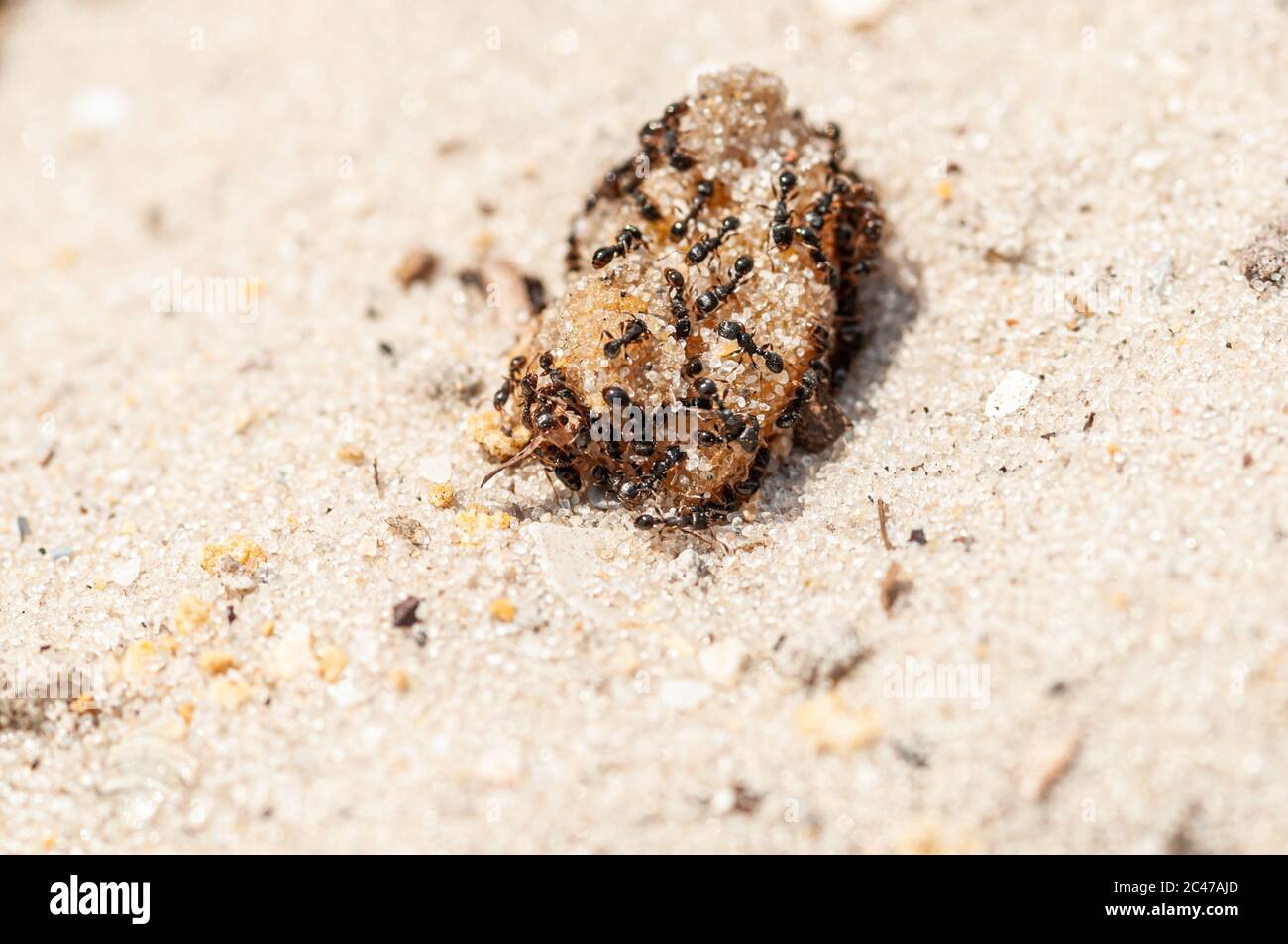 Black ant on red sand hi-res stock photography and images - Alamy