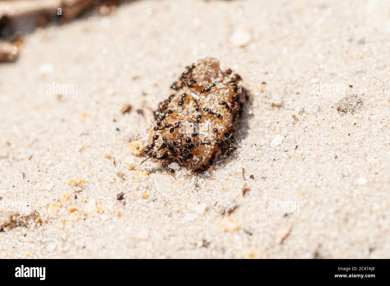 Black ant on red sand hi-res stock photography and images - Alamy