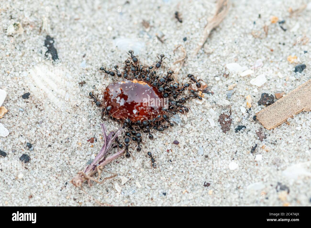 Black ant on red sand hi-res stock photography and images - Alamy