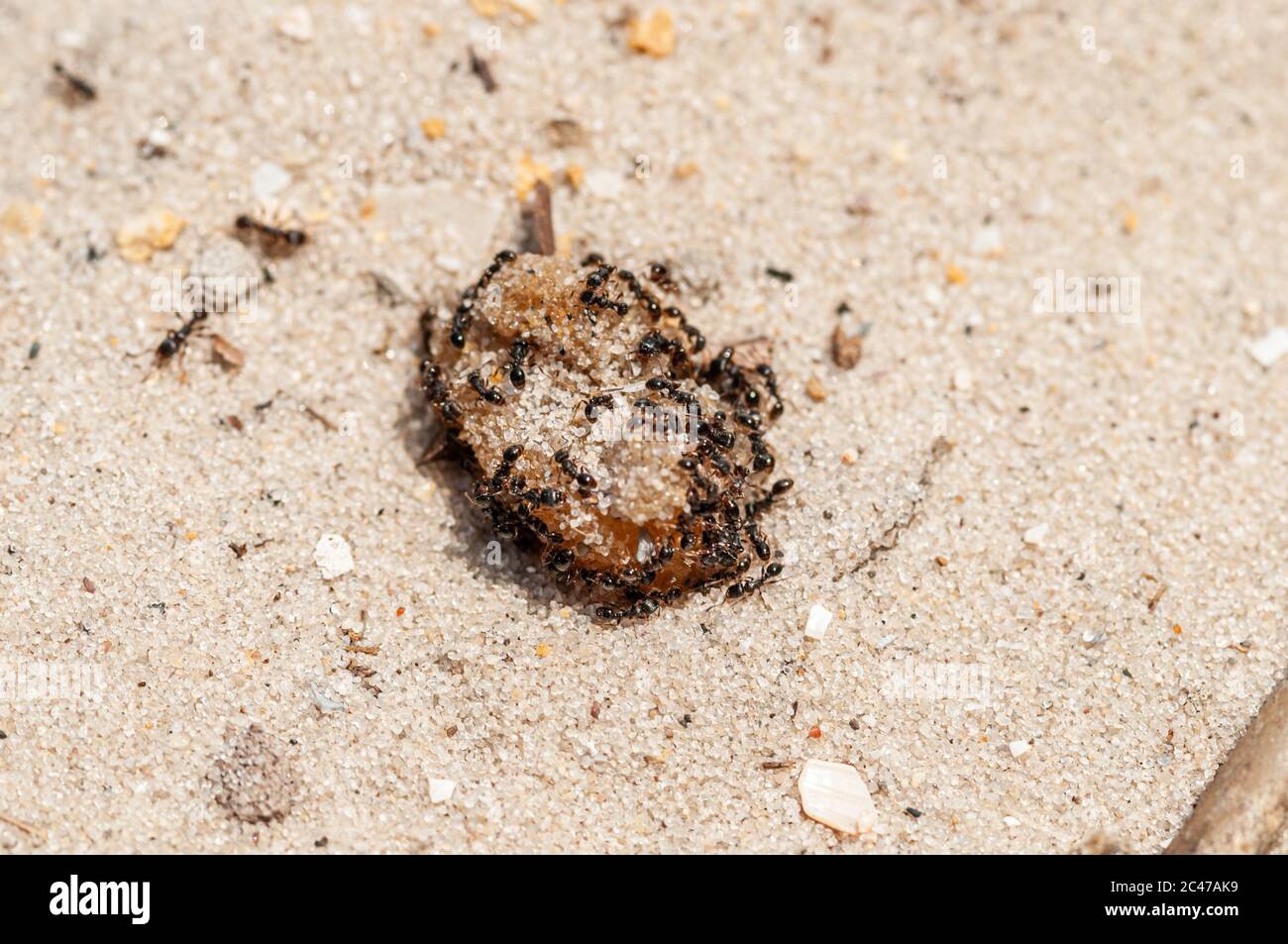 Black ant on red sand hi-res stock photography and images - Alamy