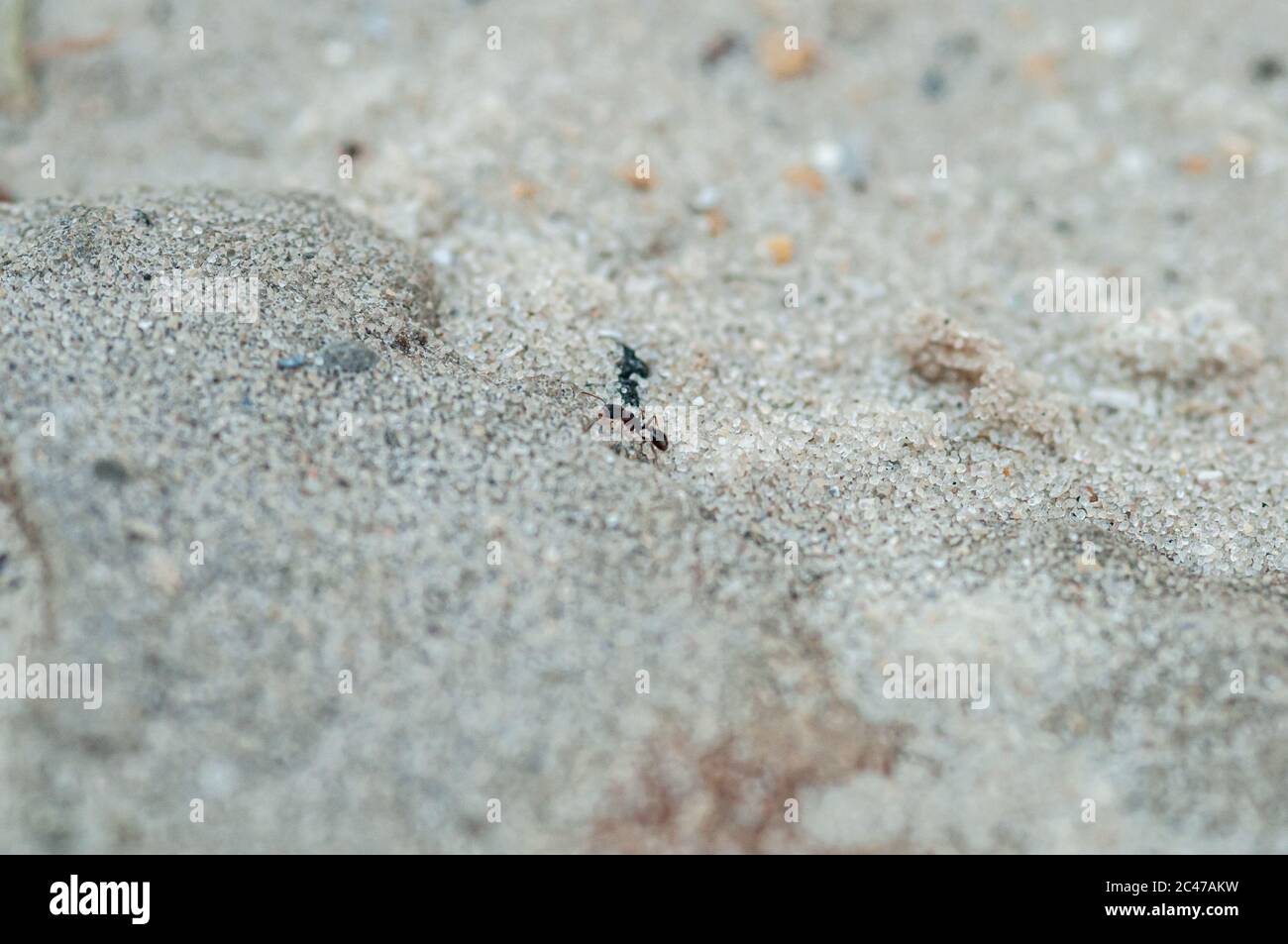 Sahara desert ant sahara hi-res stock photography and images - Alamy
