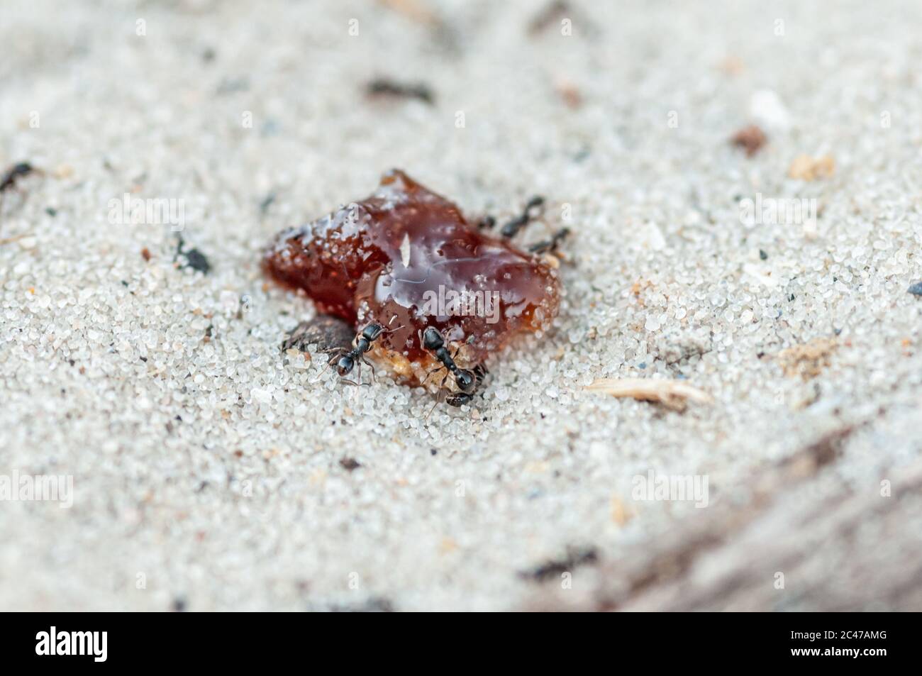 Ants eating jam on the yellow sand Stock Photo - Alamy