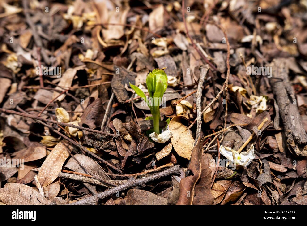 Macro shot of a tiny green sprout growing on a ground filled with ...