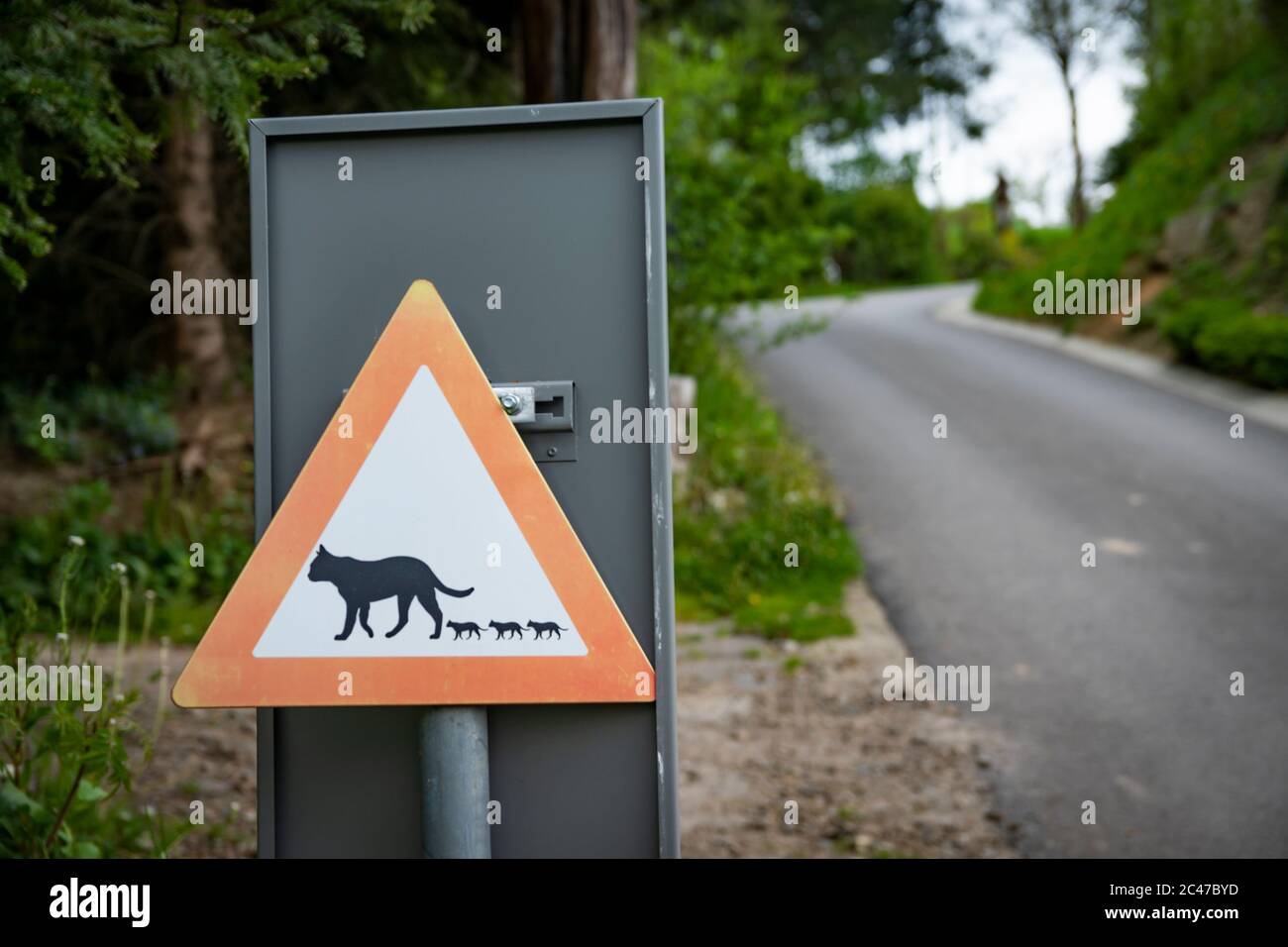 Warning sign attention cats. Unofficial, sympathetic road sign with cat ...