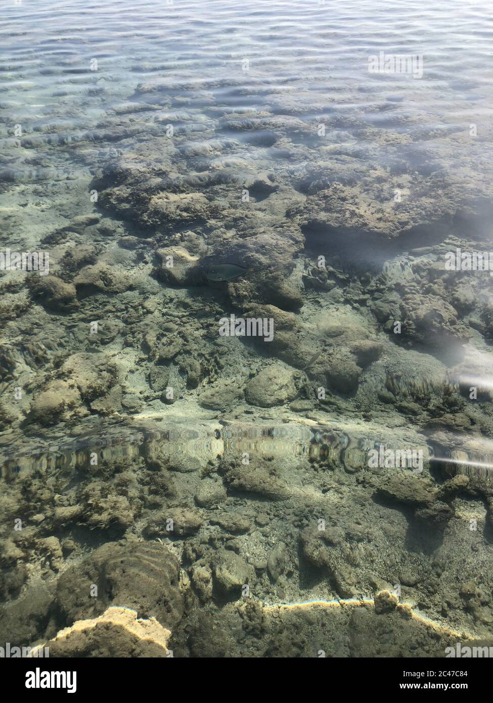 Little gray fishes under water in tropical sea Stock Photo - Alamy