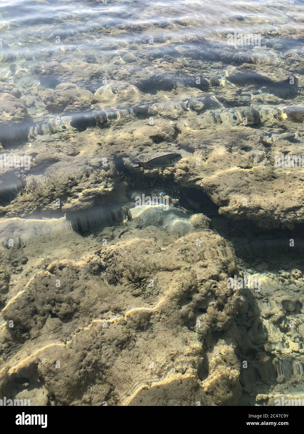 Tropical Little gray fishes under water in tropical sea Stock Photo - Alamy