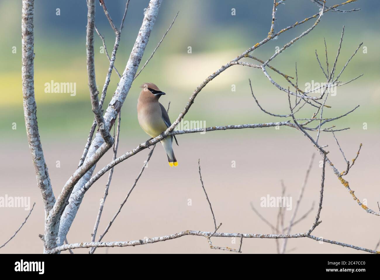 Cedar Waxwing bird at Richmond BC Canada Stock Photo - Alamy