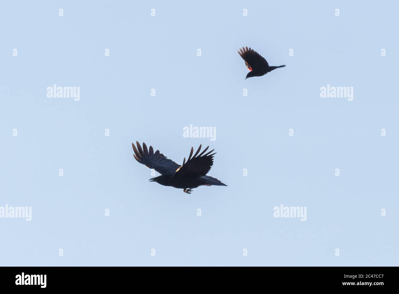 Red-winged blackbird chasing a crow at Richmond BC Canada Stock Photo ...