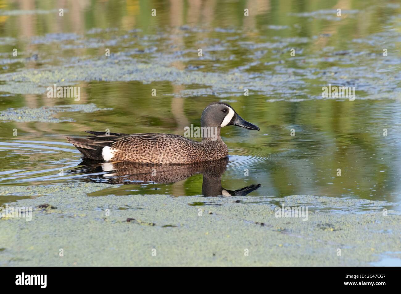 blue winged teal at Richmond BC Canada Stock Photo - Alamy