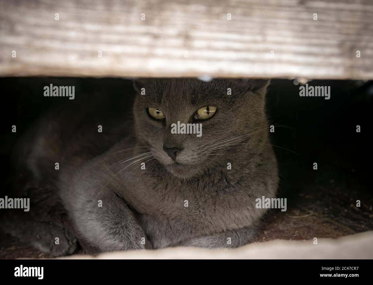 Self confidence and cat hi-res stock photography and images - Alamy