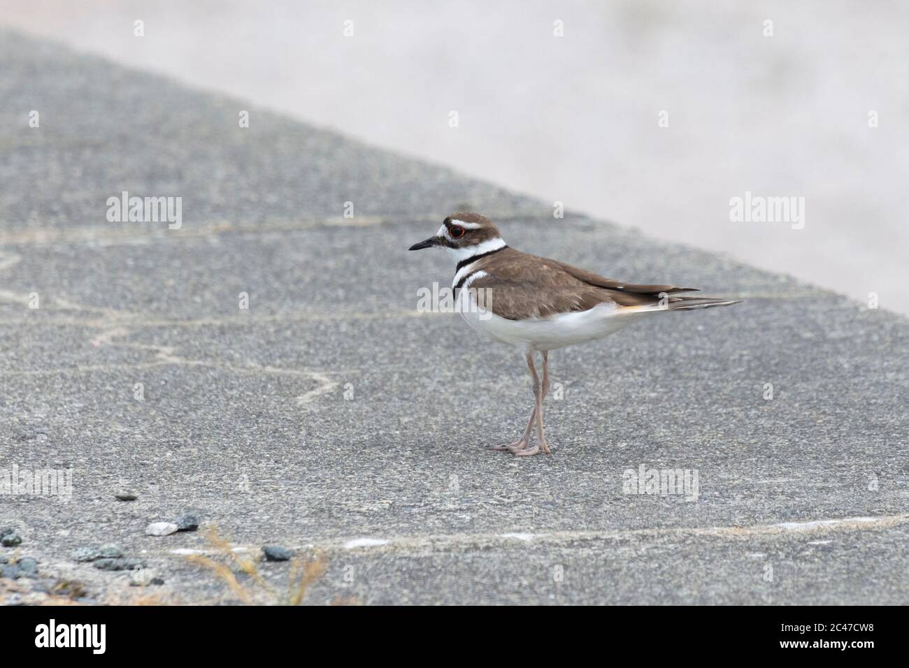 Killdeer plover bird at Richmond BC Canada Stock Photo - Alamy