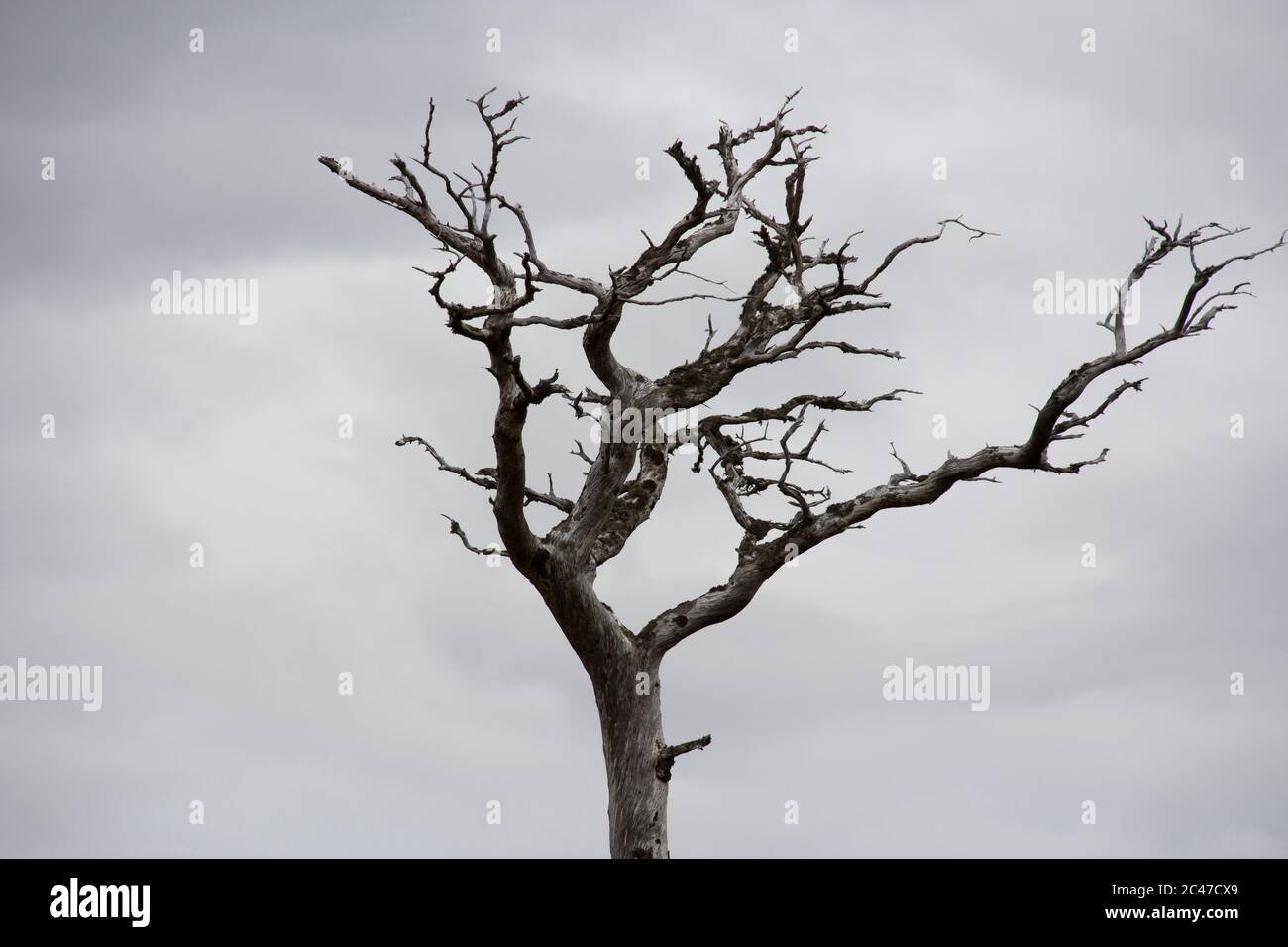 Forgotten tree hi-res stock photography and images - Alamy