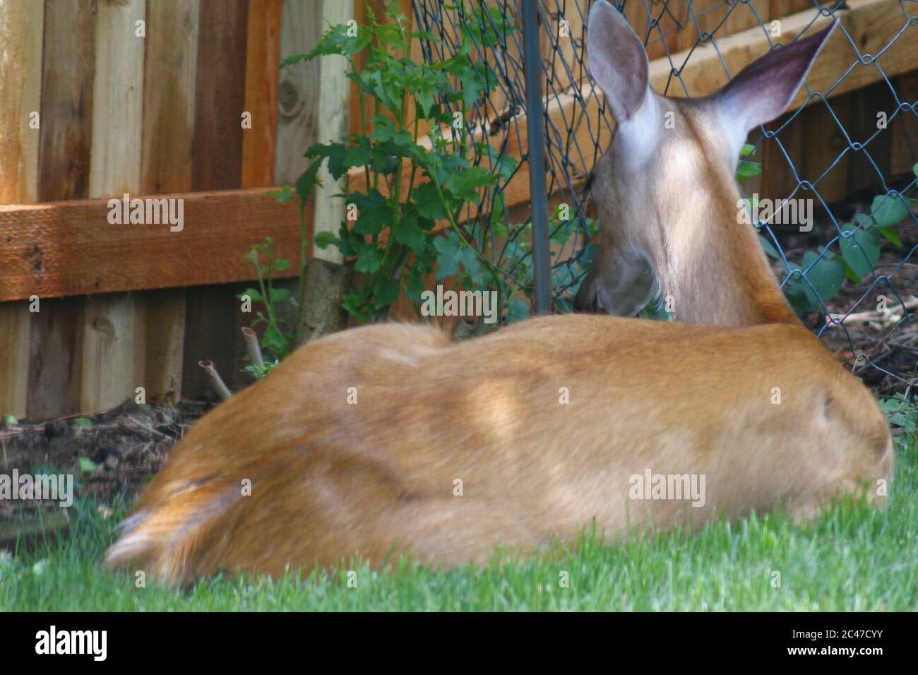 Deer Resting in Suburban Backyard Stock Photo - Alamy