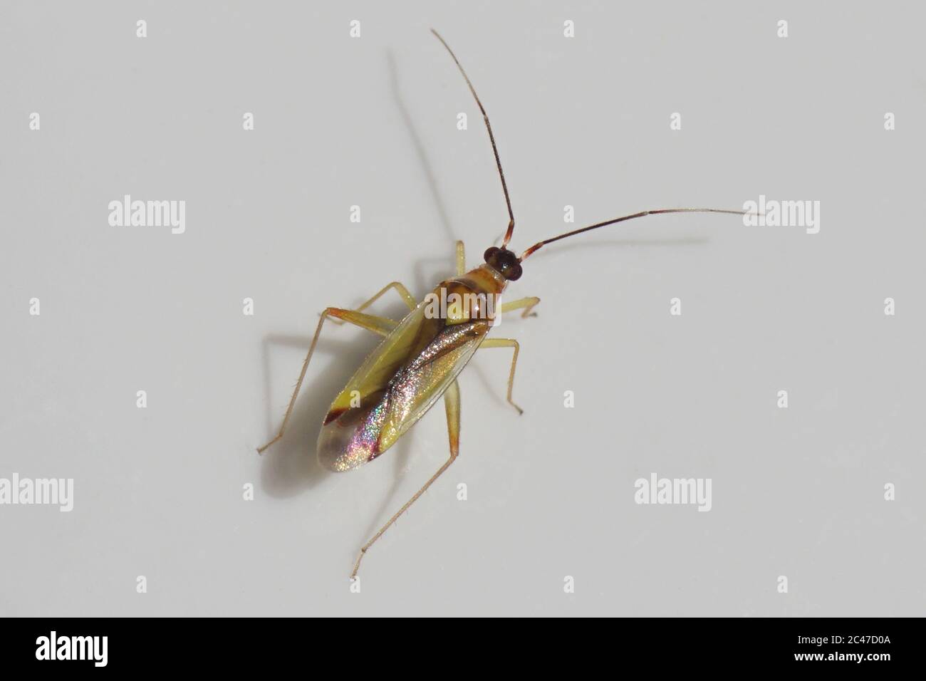 Campyloneura virgula. Tribe Dicyphini. Subfamily Bryocorinae. Family ...